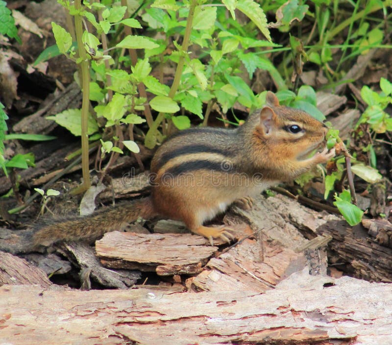 Chipmunk stock photo. Image of rodents, ears, green, wood - 46764884