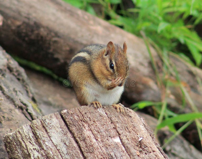 Chipmunk stock photo. Image of rodents, pink, brown, small - 46765888