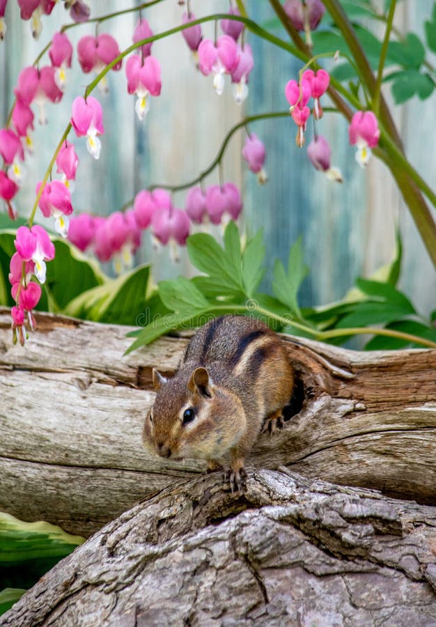 Chipmunk Climbing Out of a Log Stock Image - Image of natural, brown ...
