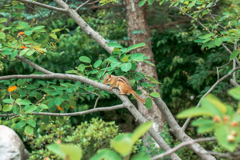 Chipmunk climbing a tree stock image. Image of meijer - 219693317