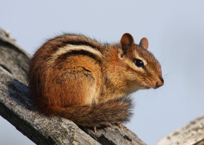 Chipmunk Close Up Picture. Image: 6625618