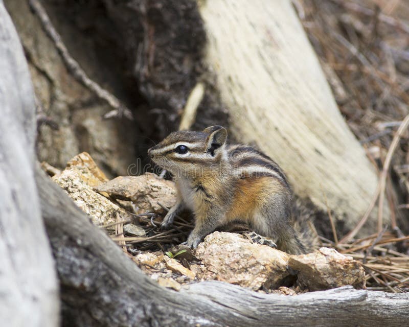 Colorado Chipmunk (Neotamias Quadrivittatus) Stock Photo - Image of ...