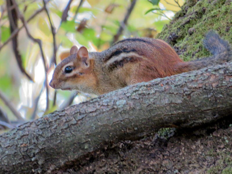 Chipmunk Comes Out of His Den Stock Photo - Image of chipmunk, check ...