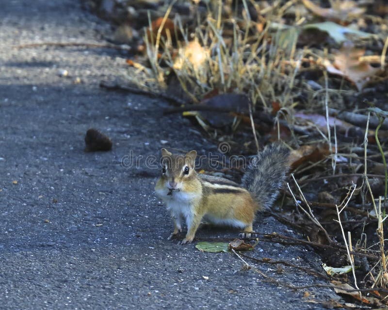 Chipmunk Gathering Peanuts stock photo. Image of hungry - 17487438