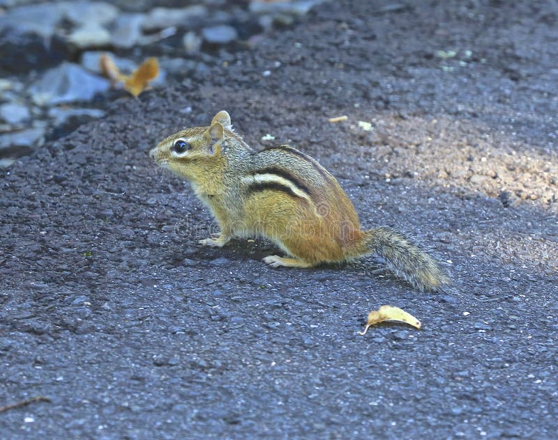 Chipmunk Gathering Peanuts stock photo. Image of hungry - 17487438