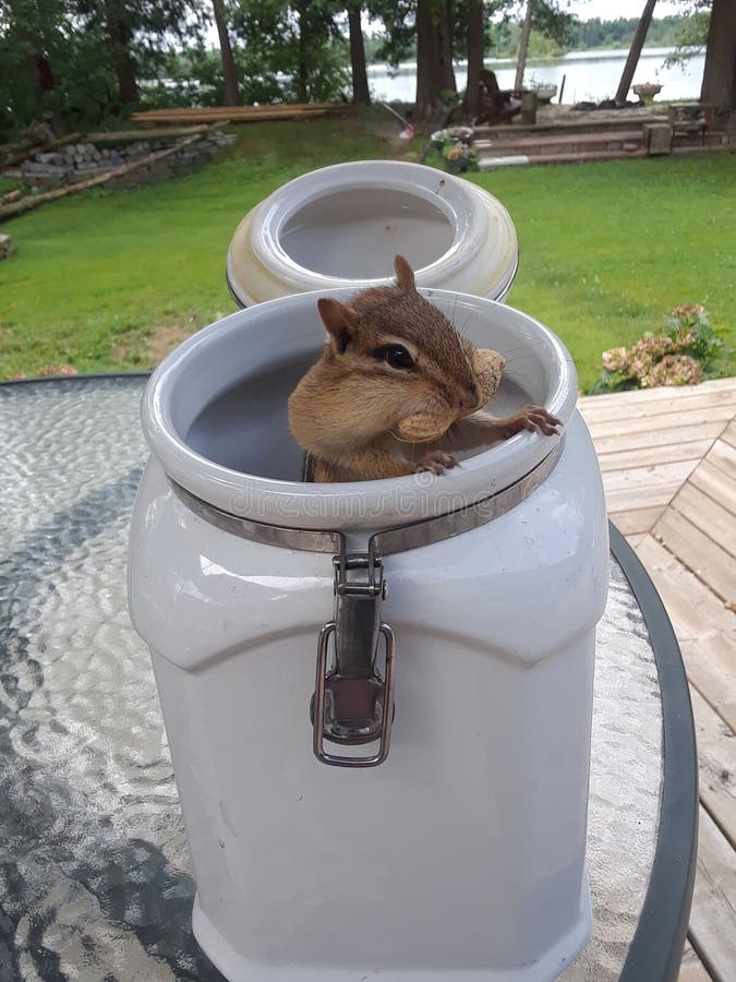 Chipmunk in the cookie jar stock photo. Image of chipmunk - 256158024