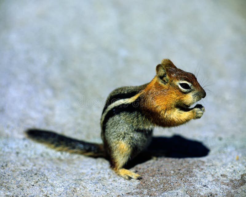Chipmunk at Crater Lake, Oregon Stock Photo - Image of minimus ...