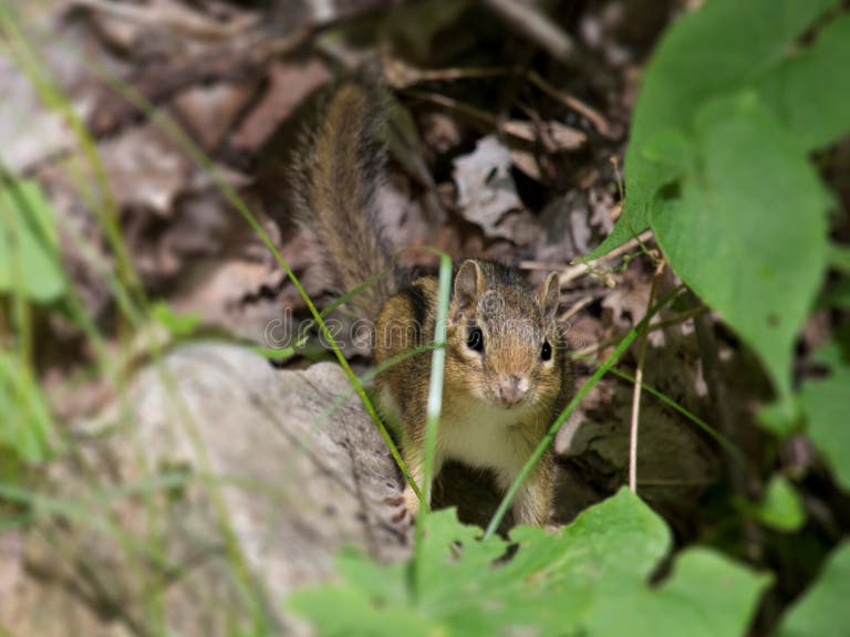 Chipmunk stock image. Image of brown, full, feet, nose - 57833455