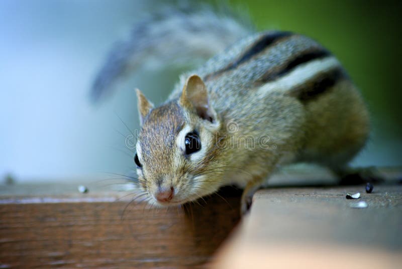Cute Chipmunk on a Log Eating Stock Image - Image of chipmunk, forest ...