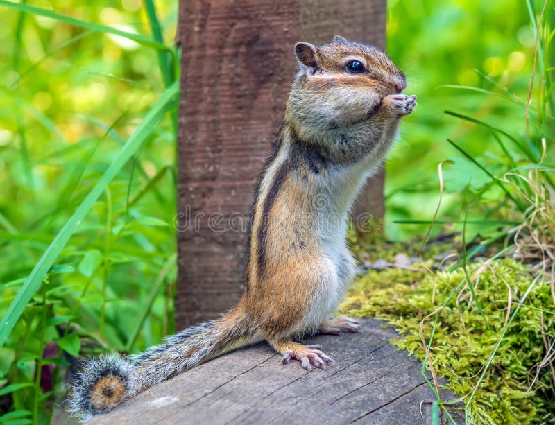 Chipmunk De Pie Sobre Sus Patas Traseras. Cierre Completo Foto de ...