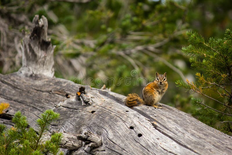 Chipmunk on Dead Larch Tree Stock Photo - Image of nature, pine: 102973332