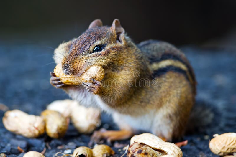 Chipmunk Eating Peanut stock photo. Image of small, feeding - 23317022