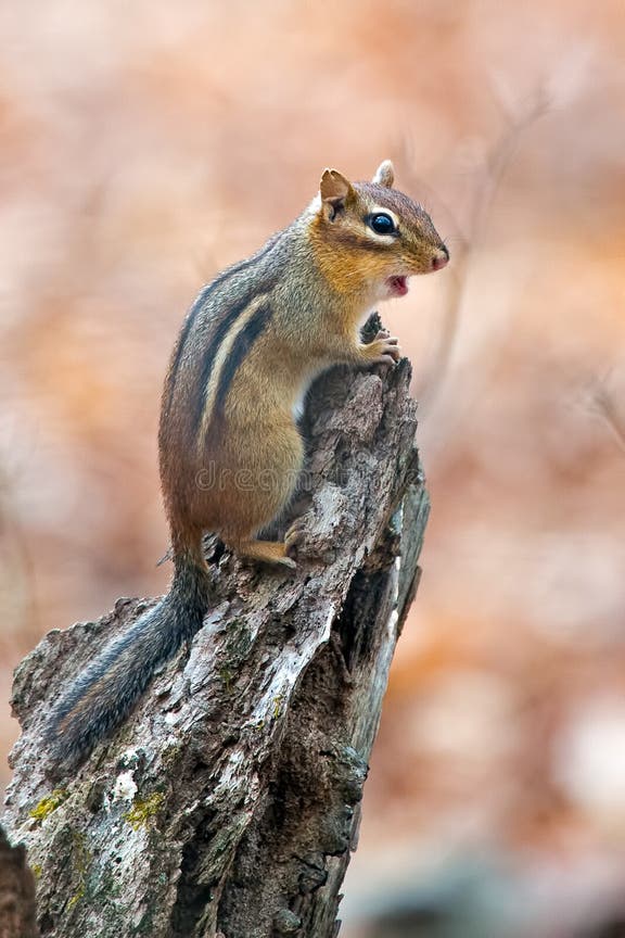 Chipmunk Climbing a tree. stock image. Image of rodent - 23972099