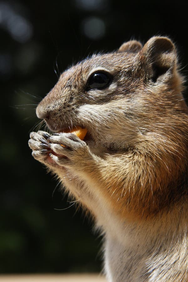 Chipmunk Eating stock image. Image of cute, chipmunk - 18307461