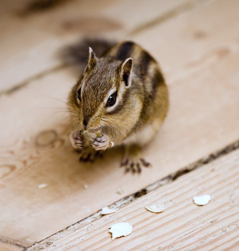 Chipmunk Eating Seeds stock image. Image of mountain - 35420485