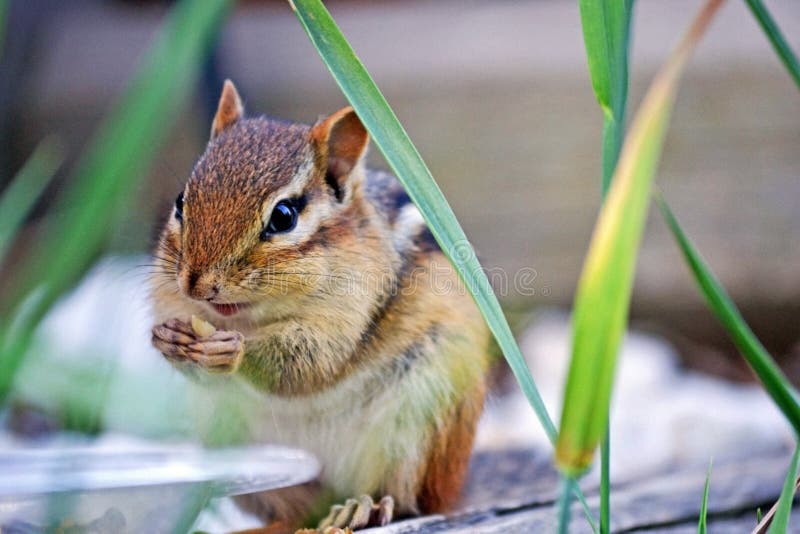 Chipmunk eating stock photo. Image of chipmunk, shot - 18030164