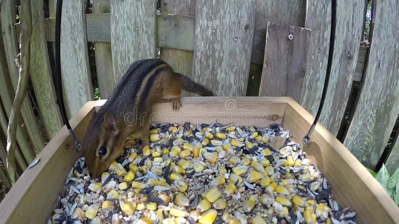 Chipmunk stock video. Video of natural, bird, wildlife - 67571145