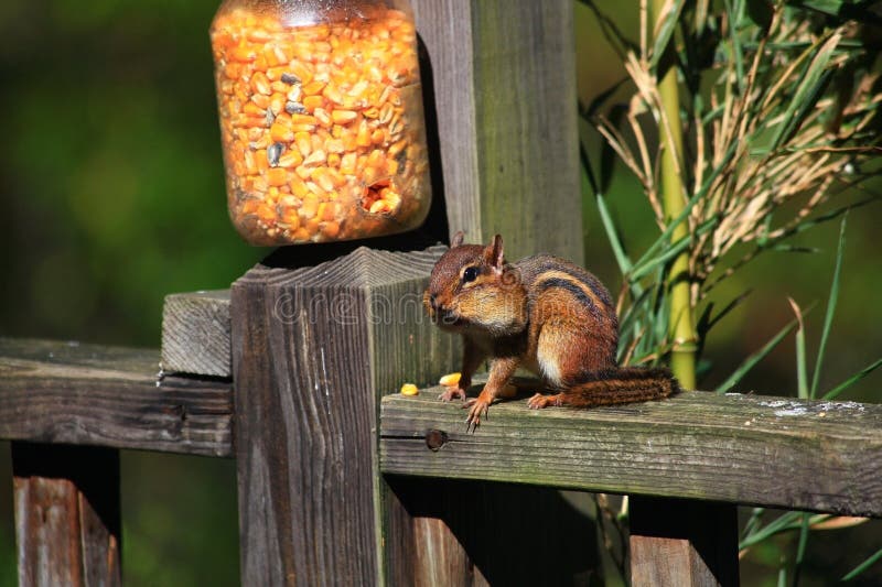 Chipmunk Eating on Picnic Table Stock Photo - Image of outdoors, corn ...