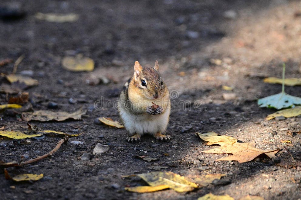 Chipmunk Eating Falling Seeds Off the Forest Floor Stock Image - Image ...