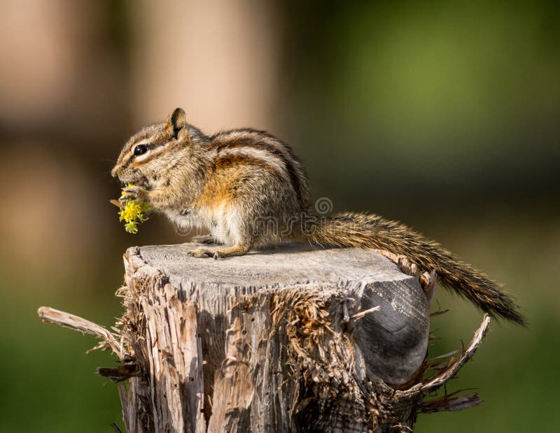 Chipmunk hunting stock image. Image of north, brown, chipmunk - 60807727