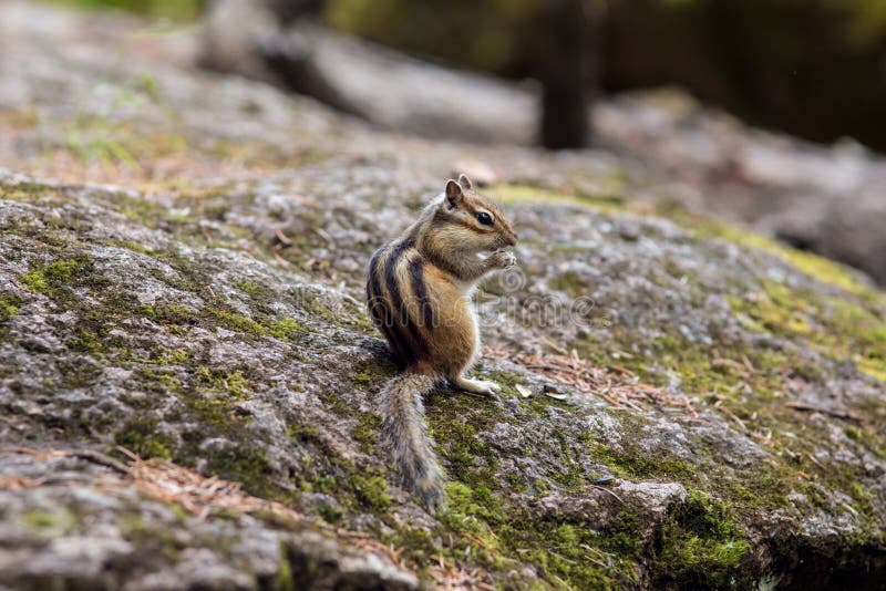 Chipmunk Eating Food from the Palm of a Human Stock Image - Image of ...