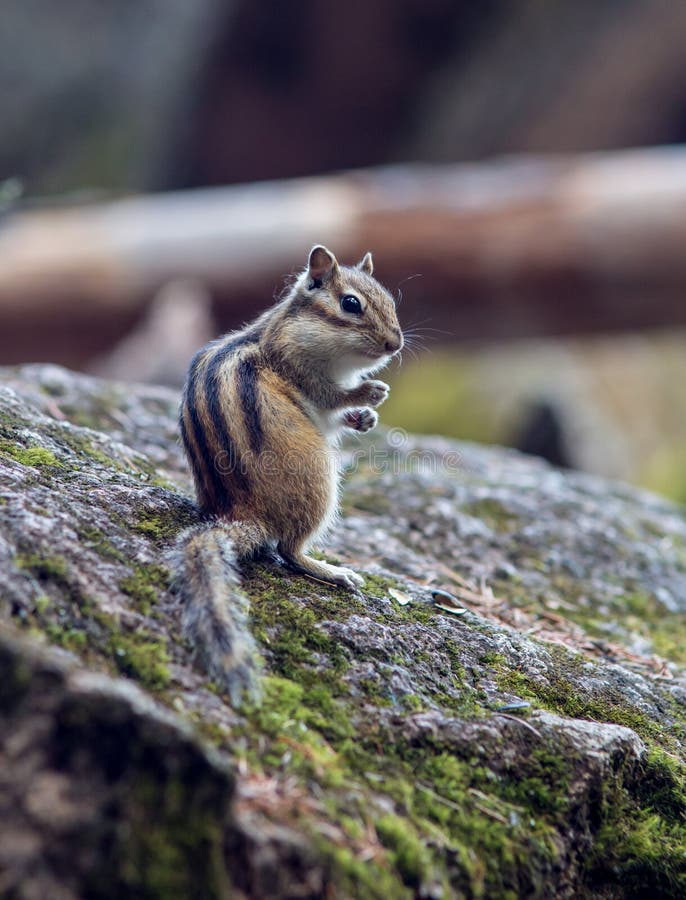 Chipmunk Eating Food from the Palm of a Human Stock Image - Image of ...