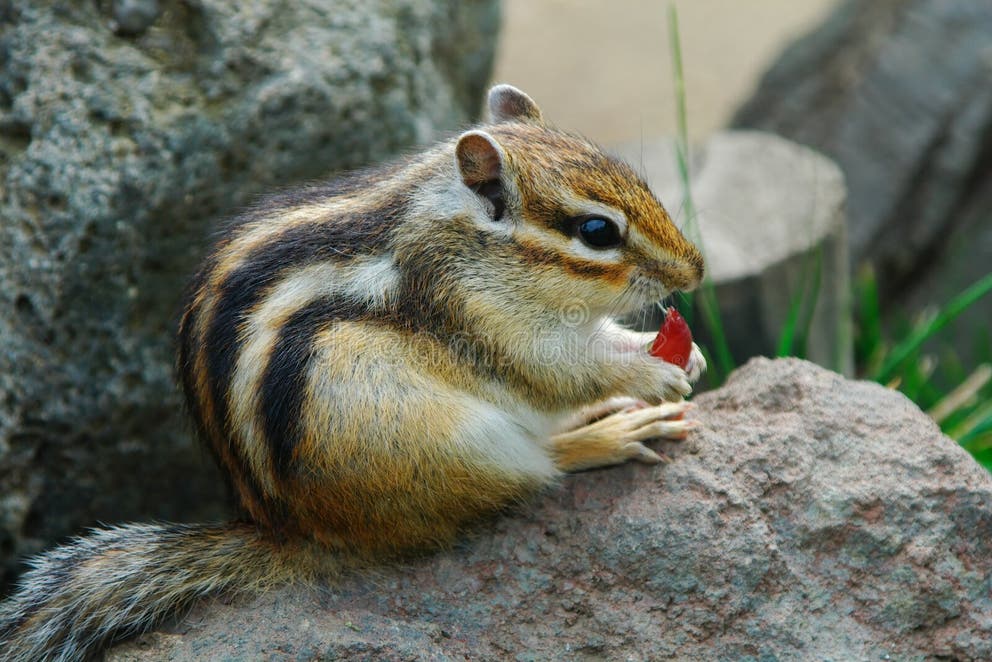 Chipmunk eating a grape stock photo. Image of rock, closeup - 30459616