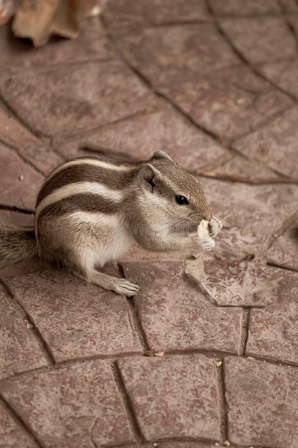 Chipmunk Eating on the Ground Stock Photo - Image of small, chipmunk ...