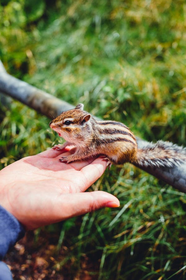 Chipmunk Eating from Hand at Japanese National Park Stock Image - Image ...