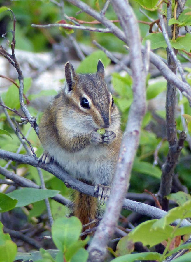 Chipmunk Leaves Stock Photos - Download 628 Royalty Free Photos