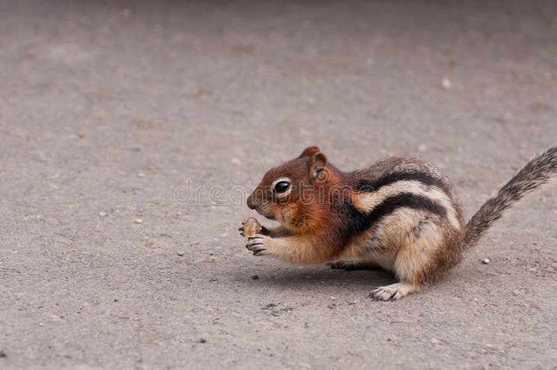 Chipmunk eating nut stock photo. Image of feed, road - 22293876