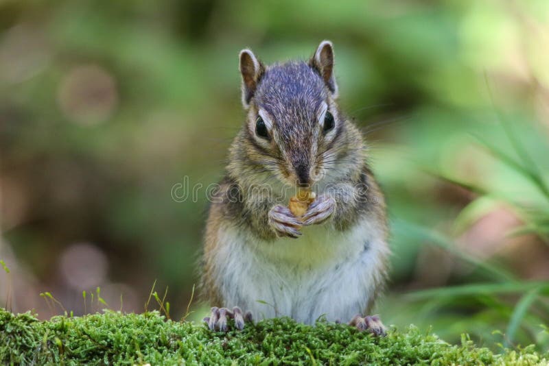 Chipmunk eating a nut stock photo. Image of gerbil, branch - 228594974