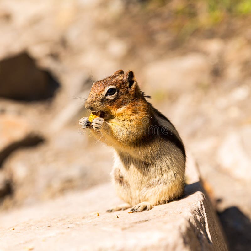 Chipmunk Eating a Nut at the Banff National Park Canada Stock Image ...