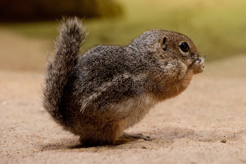 Chipmunk is eating a nuts stock image. Image of animal - 86956221