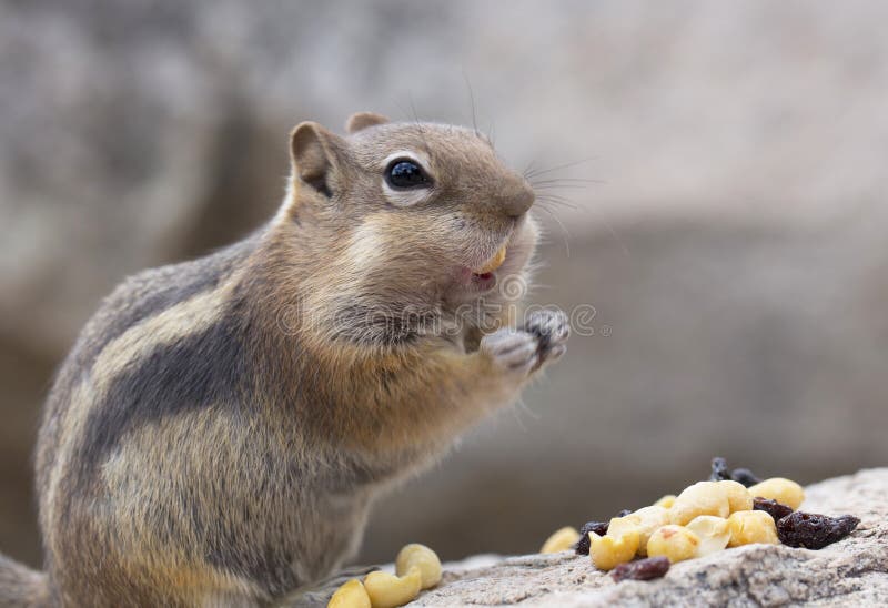 Chipmunk Eating nuts stock photo. Image of portrait, county - 71631650