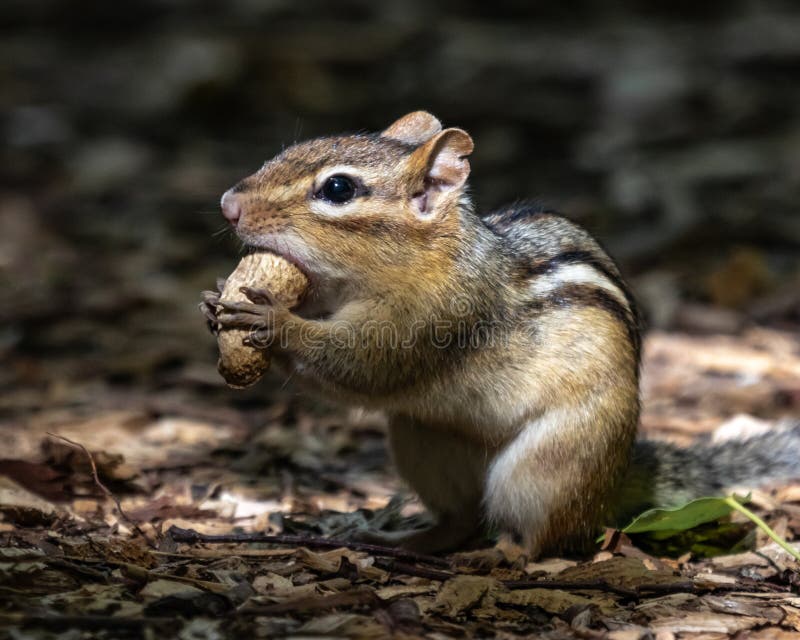 Chipmunk eating a peanut stock photo. Image of peanut - 70259440