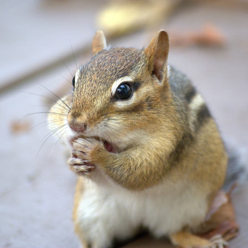 Chipmunk eating a peanuts stock image. Image of brown - 37655239