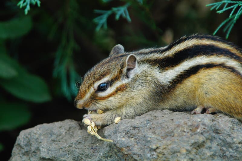Chipmunk eating a grape stock photo. Image of rock, closeup - 30459616