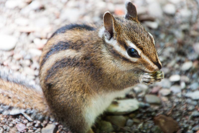 Chipmunk stock image. Image of seed, wildlife, mammal - 34127447