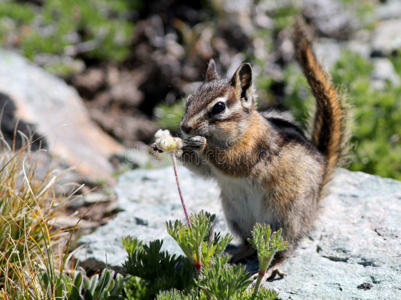 Chipmunk Eating Seeds stock image. Image of mountain - 35420485