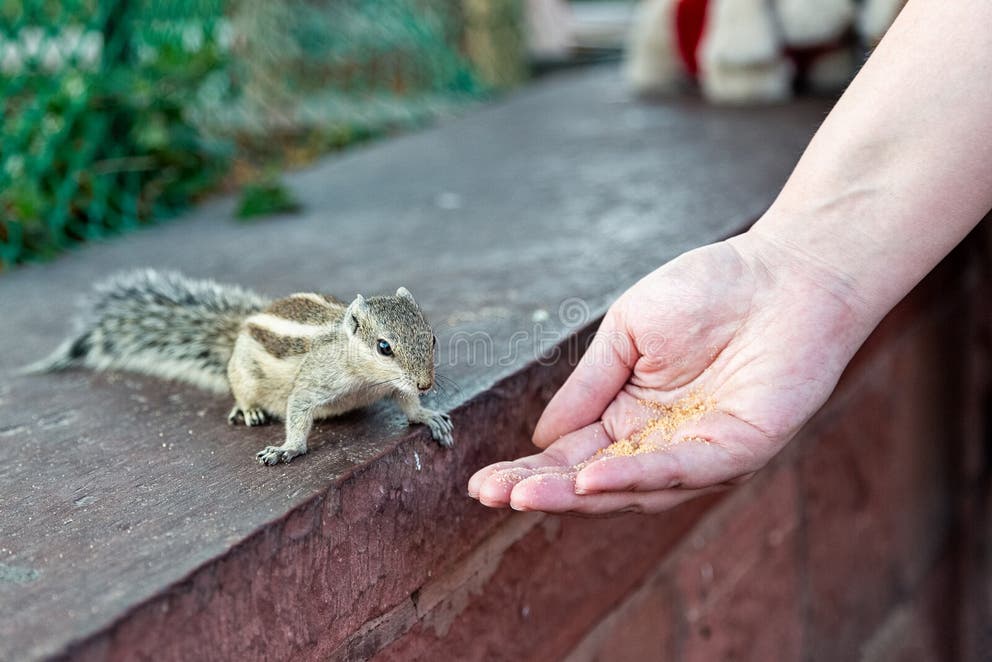 Chipmunk Eats from Human`s Hand Stock Image - Image of eating, fauna ...