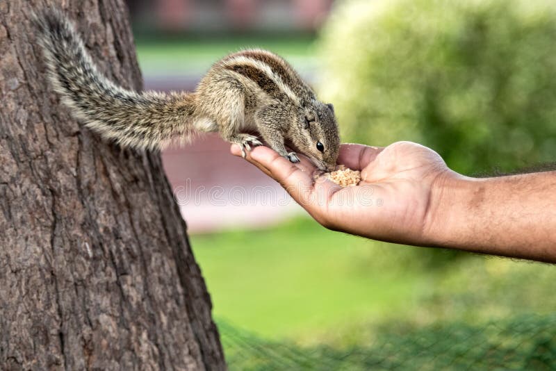 Chipmunk Eats from Human`s Hand Stock Photo - Image of clever, furry ...