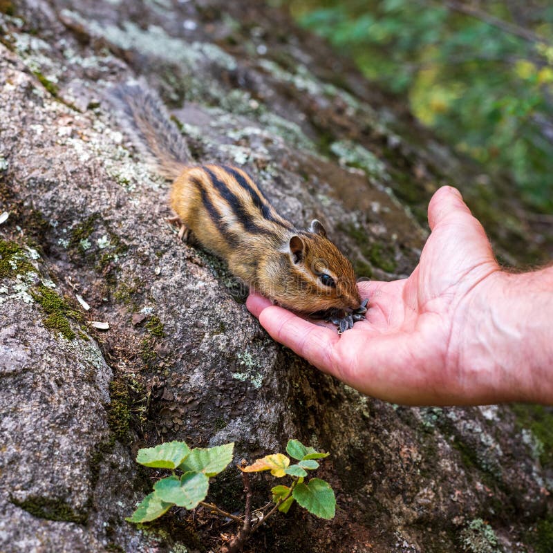 Chipmunk Eats Seeds from His Hand in the Forest Stock Photo - Image of ...