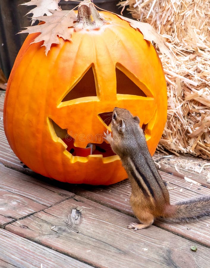 Chipmunk Examines a Orange Pumpkin Stock Photo - Image of chewing ...