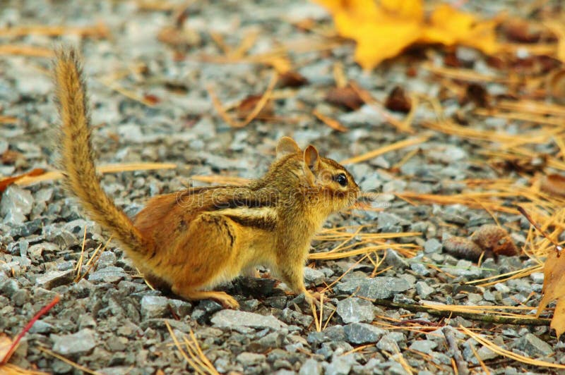 Chipmunk in the fall stock photo. Image of natural, orange - 46928668