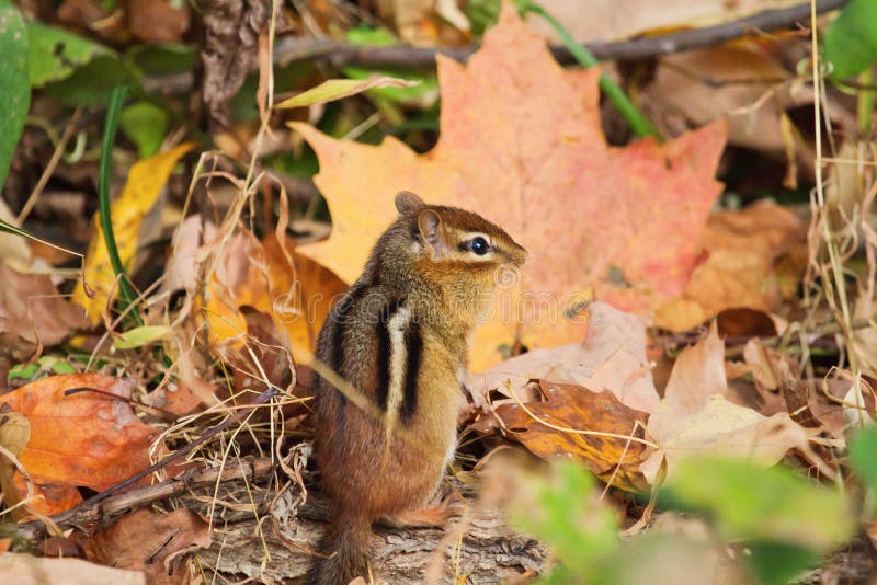 Chipmunk in the fall stock photo. Image of natural, orange - 46928668