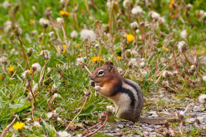 Chipmunk feeding stock photo. Image of cute, outdoors - 22293874