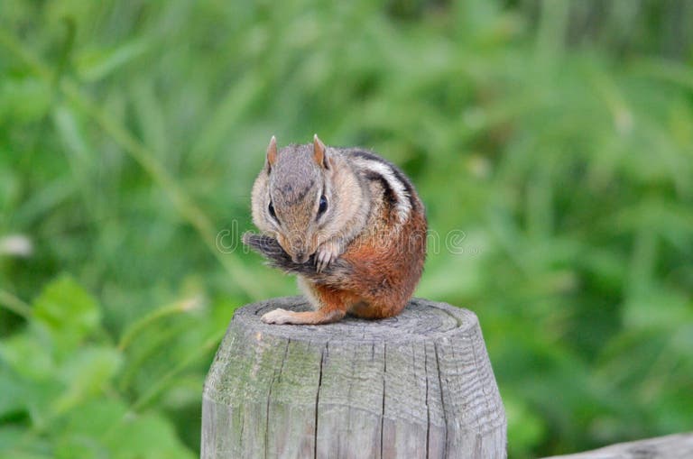 Chipmunk on a fence post 2 stock photo. Image of look - 35881244