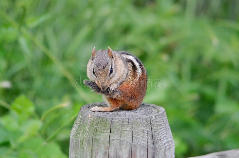 Chipmunk on a fence post 2 stock photo. Image of look - 35881244