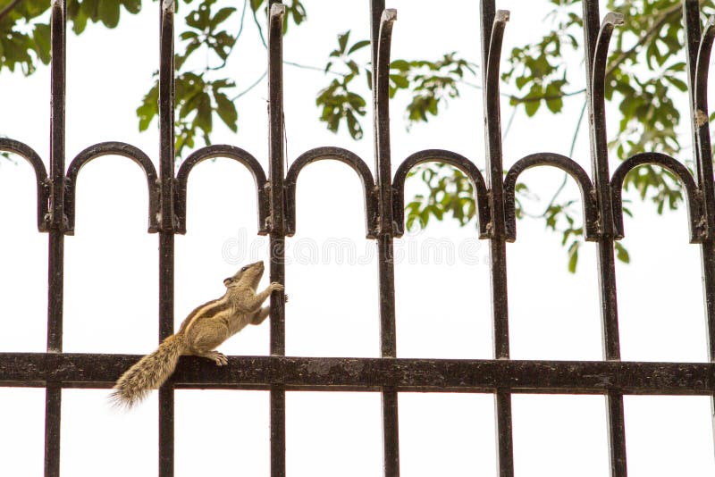 Chipmunk in the Red Fort in Delhi India Stock Image - Image of forage ...